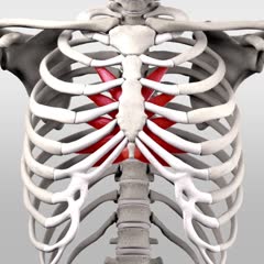 Processus transversus - DocCheck Flexikon