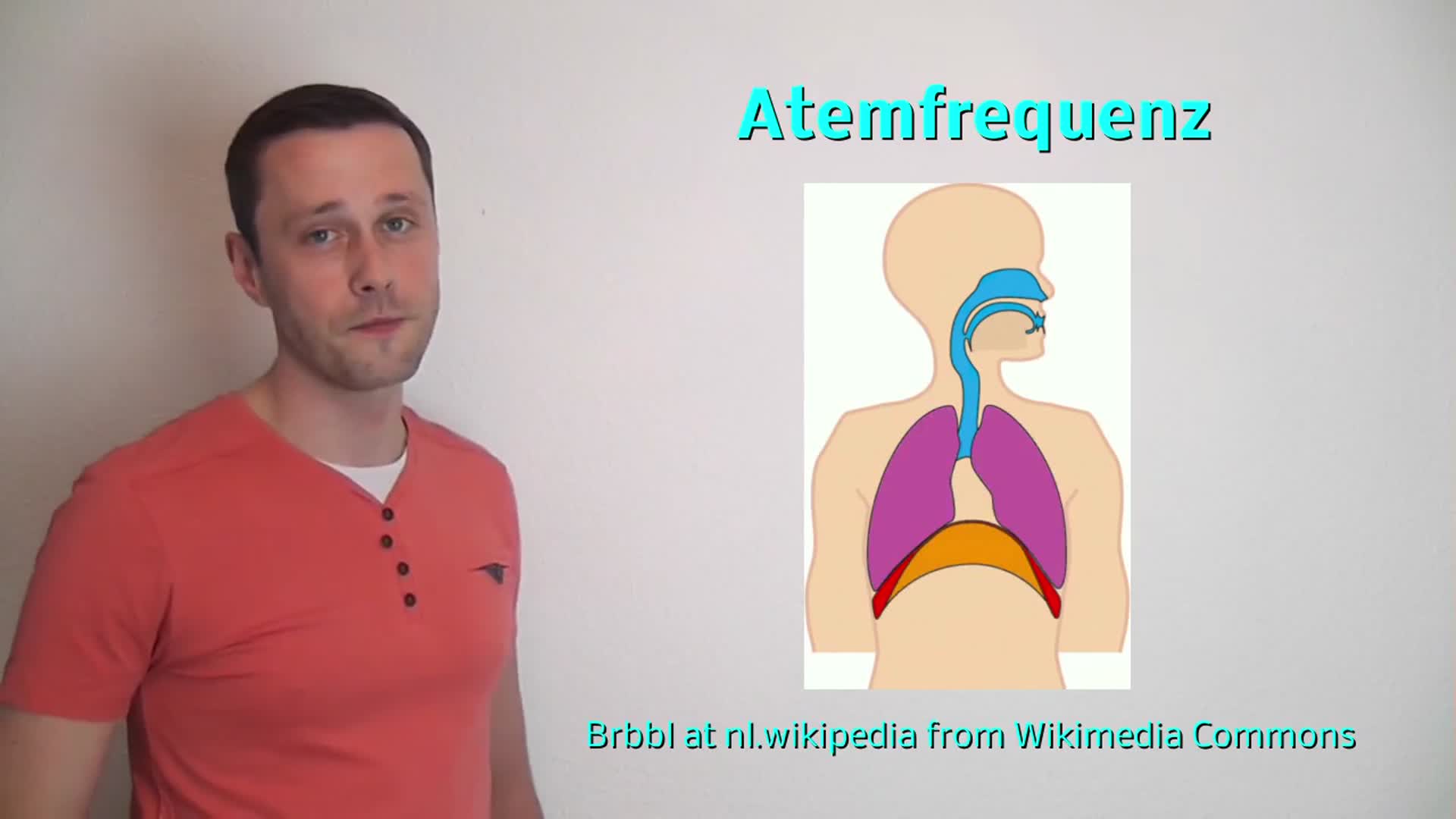 Die Atemfrequenz beim Menschen - DocCheck