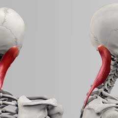Musculus splenius - DocCheck Flexikon