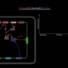RB-ILD - DocCheck Flexikon