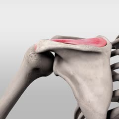 Musculus supraspinatus - DocCheck Flexikon