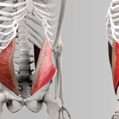 Musculus rectus abdominis - DocCheck Flexikon