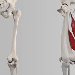 Ligamentum capitis femoris - DocCheck Flexikon