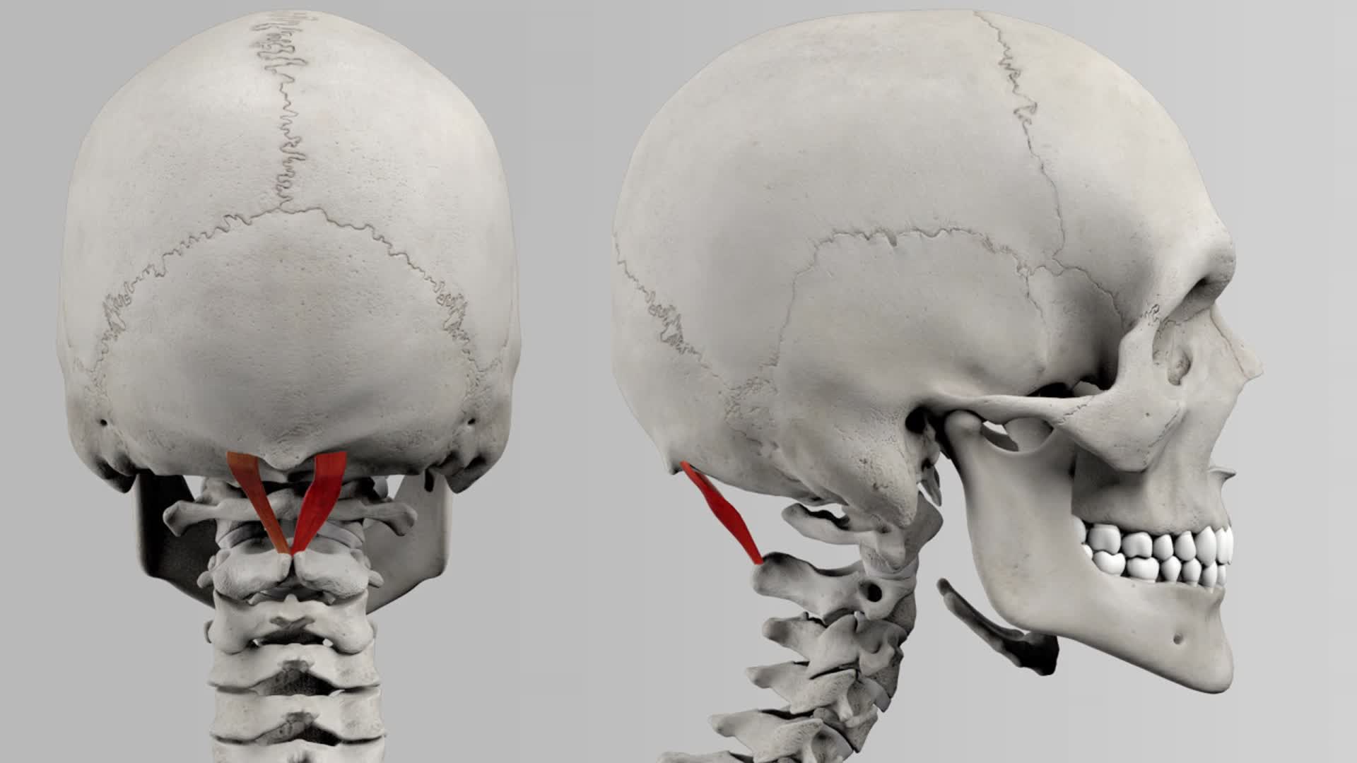Musculus rectus capitis posterior major - DocCheck