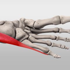Musculus abductor digiti minimi pedis - DocCheck Flexikon