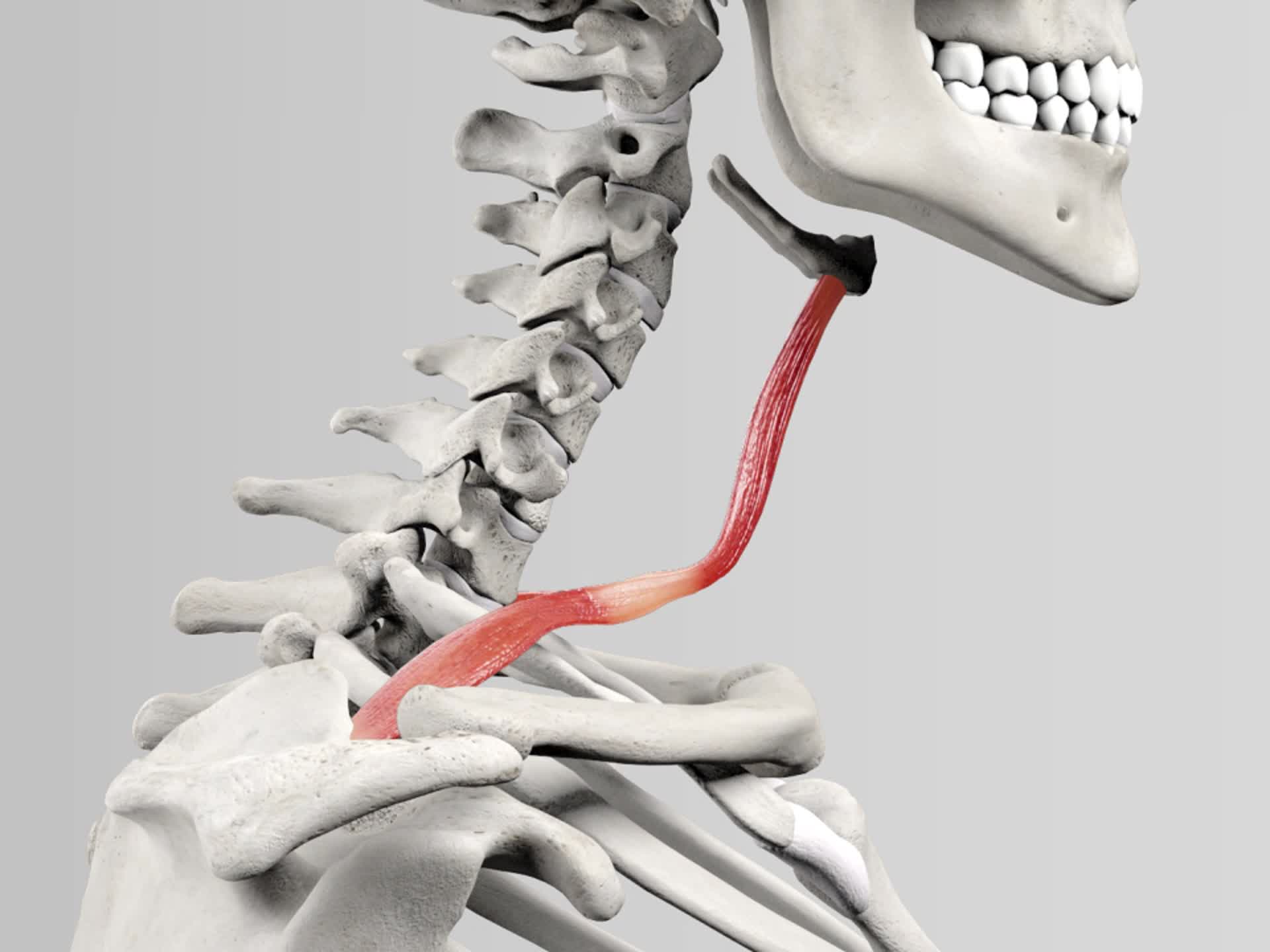 Musculus omohyoideus - DocCheck