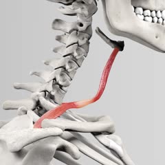 Musculus omohyoideus - DocCheck Flexikon