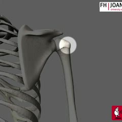 Tuberositas radii - DocCheck Flexikon