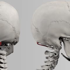 Musculus rectus capitis lateralis - DocCheck Flexikon
