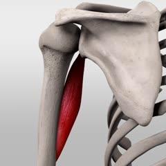 Musculus detrusor vesicae - DocCheck Flexikon