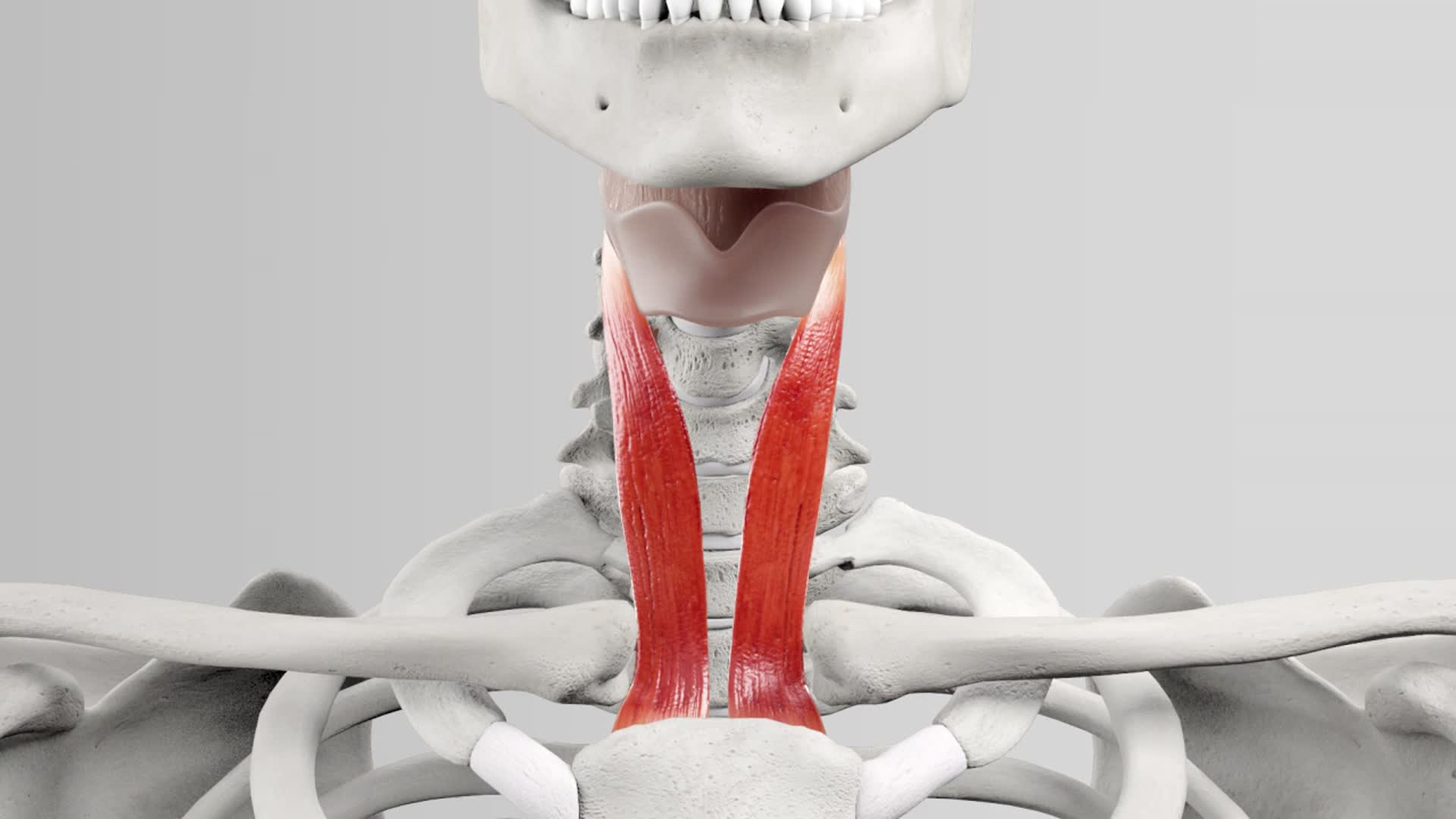 Musculus sternothyroideus - DocCheck
