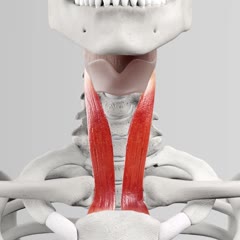 Musculus sternothyroideus - DocCheck Flexikon