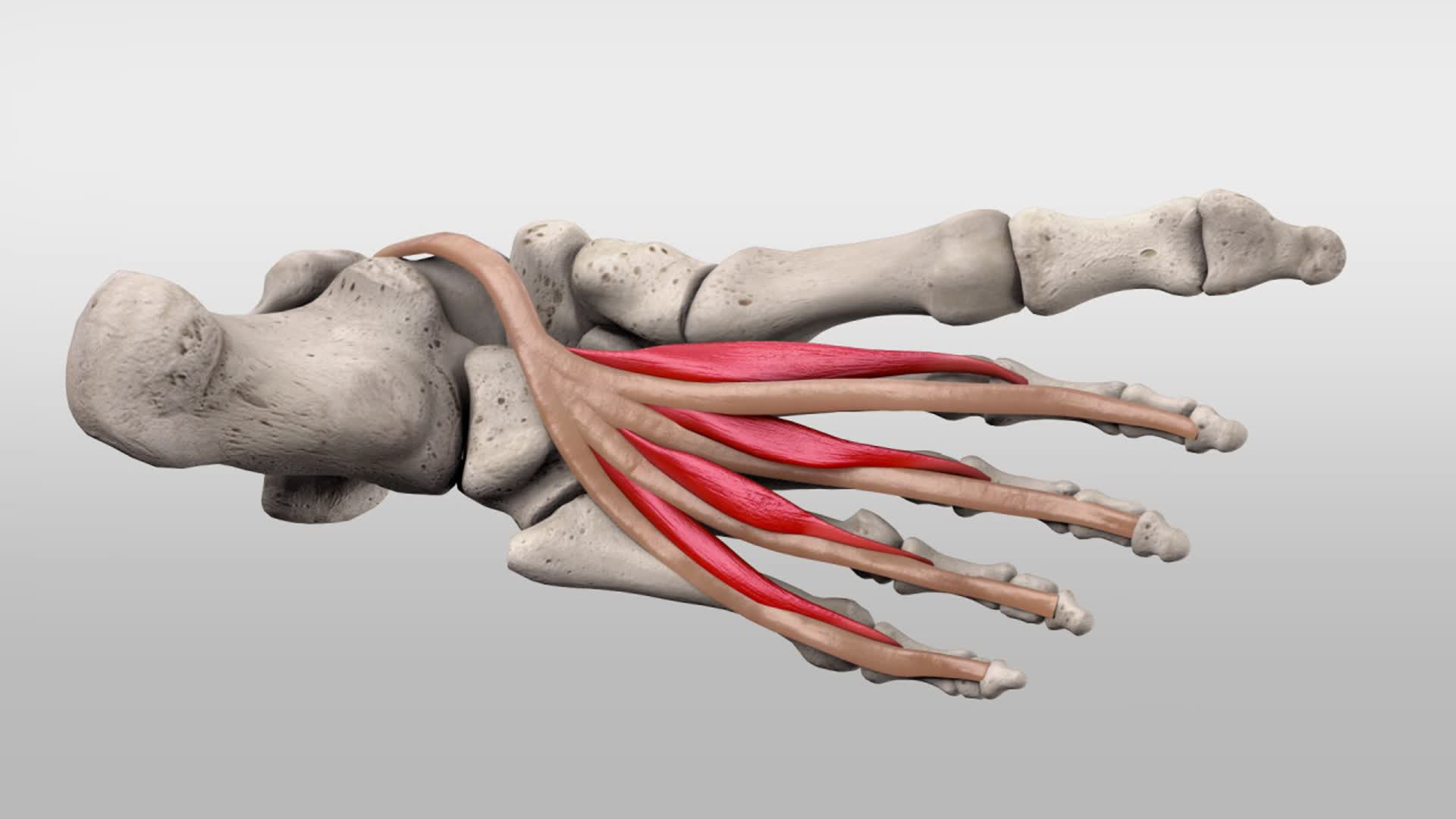 Musculi lumbricales pedis - DocCheck