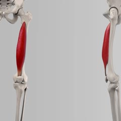 Nervus intermedius - DocCheck Flexikon