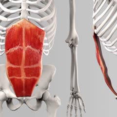 Musculus rectus abdominis - DocCheck Flexikon