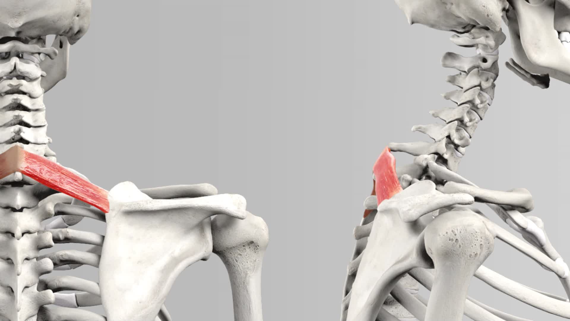 Musculus rhomboideus minor - DocCheck