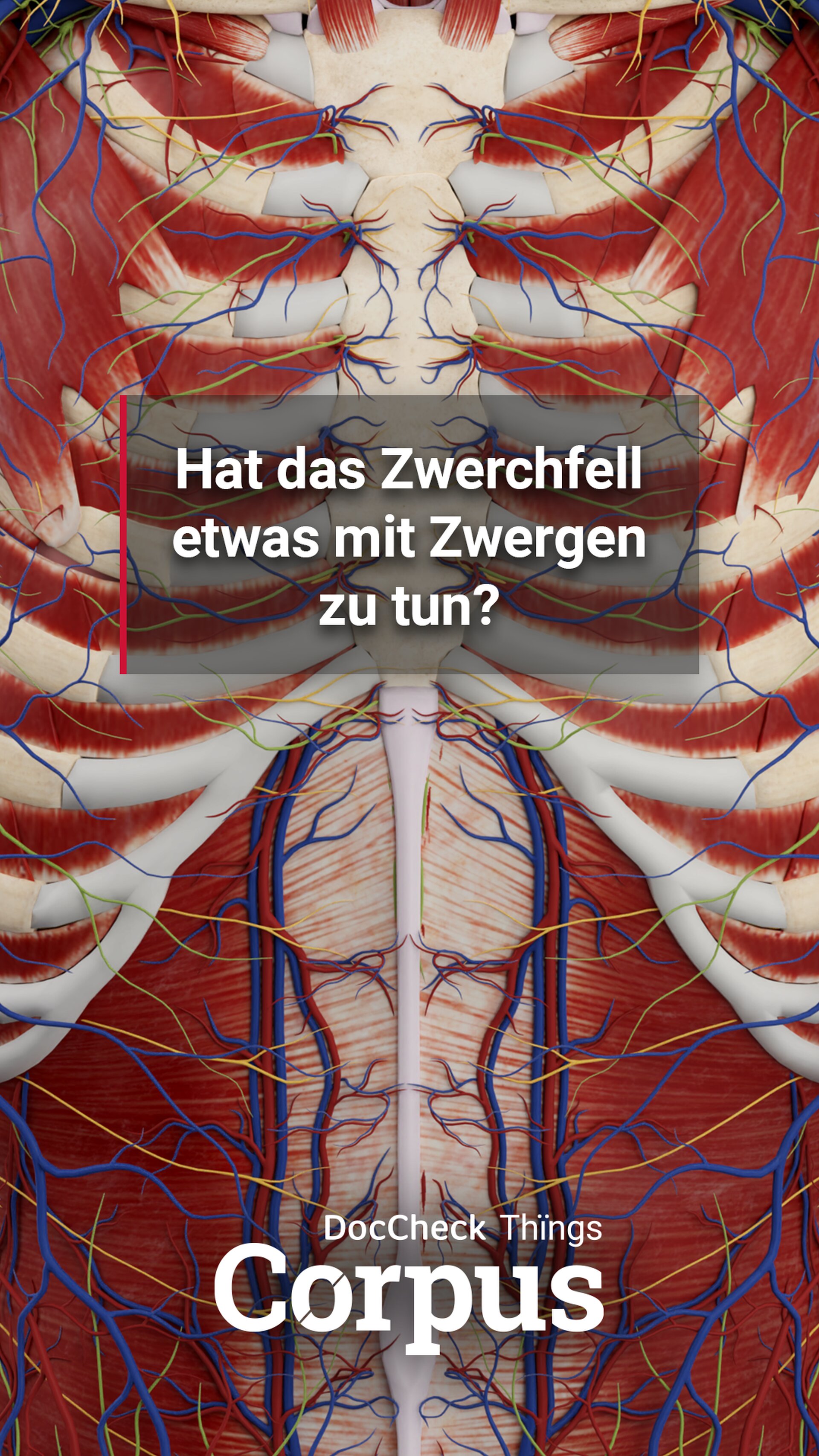 Anatomie zum Anfassen: Zwerchfell - DocCheck