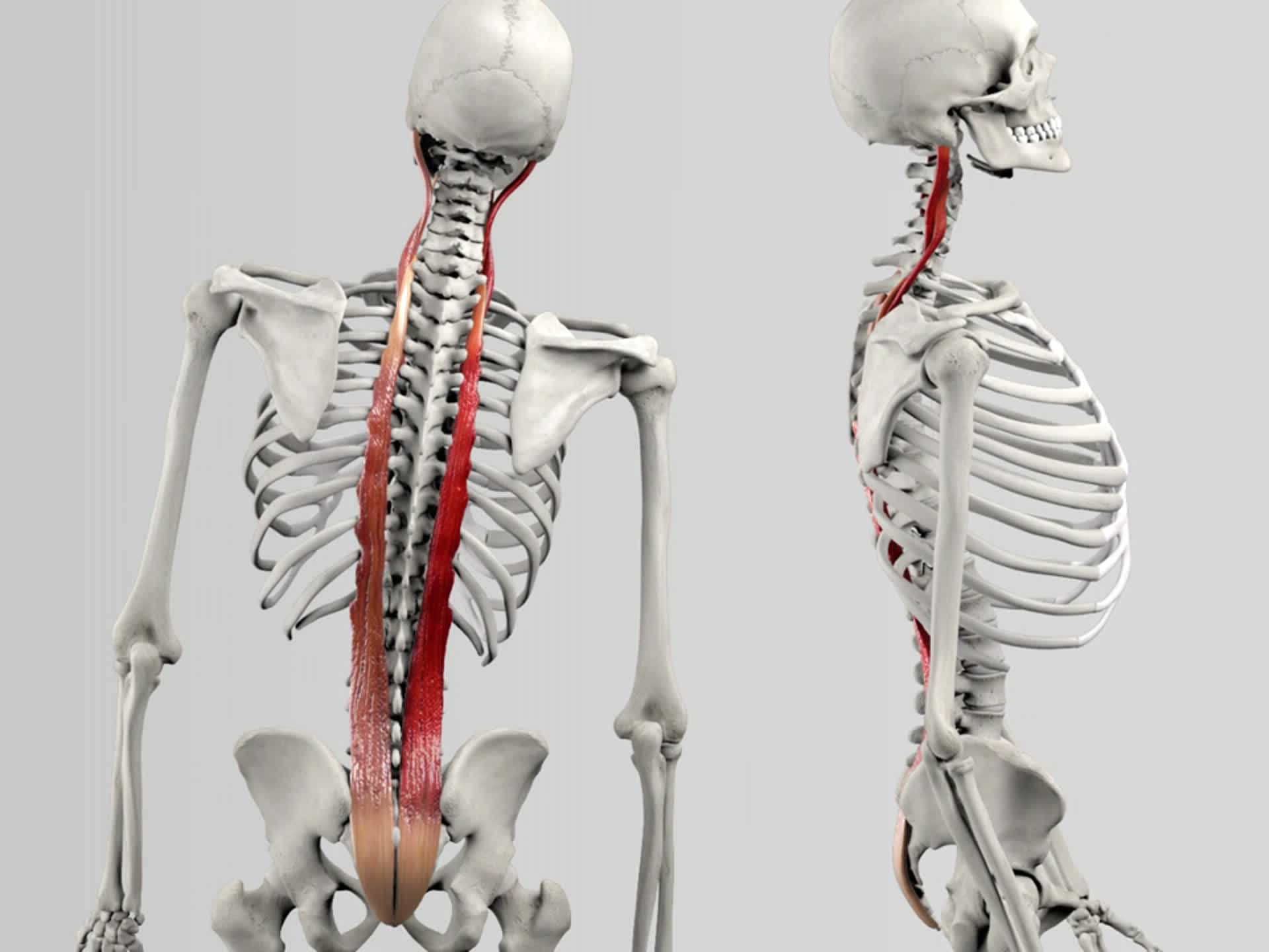 Musculus longissimus - DocCheck