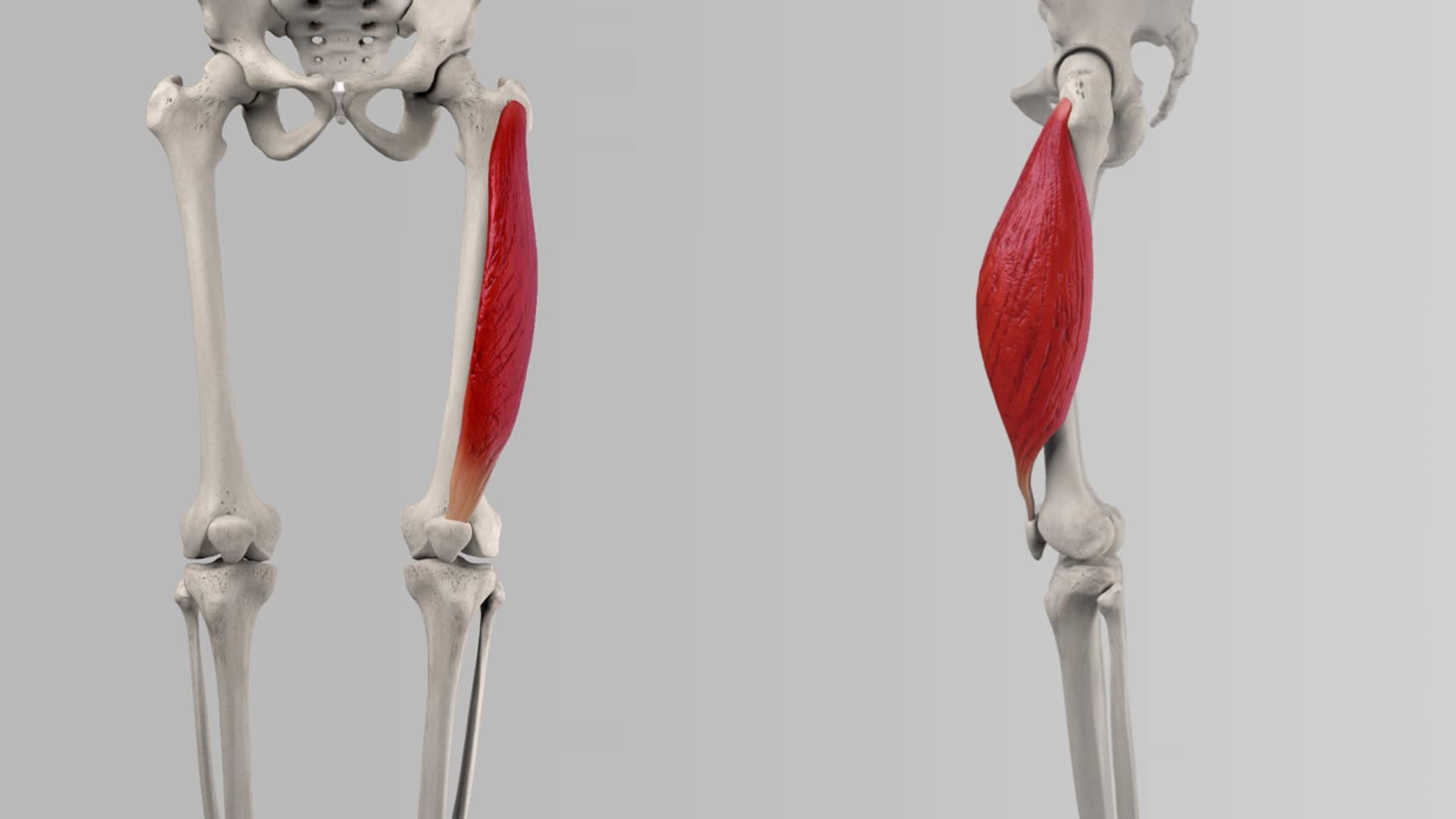 Musculus vastus lateralis - DocCheck