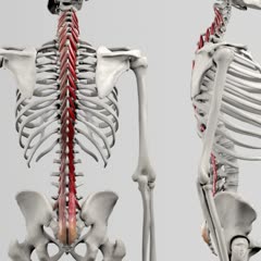 Musculi multifidi - DocCheck Flexikon