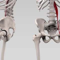Forceps minor - DocCheck Flexikon