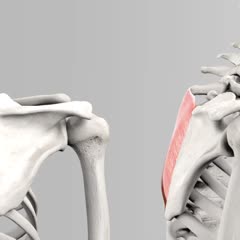 Nervus petrosus major - DocCheck Flexikon
