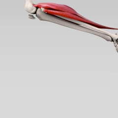 Musculus triceps surae - DocCheck Flexikon