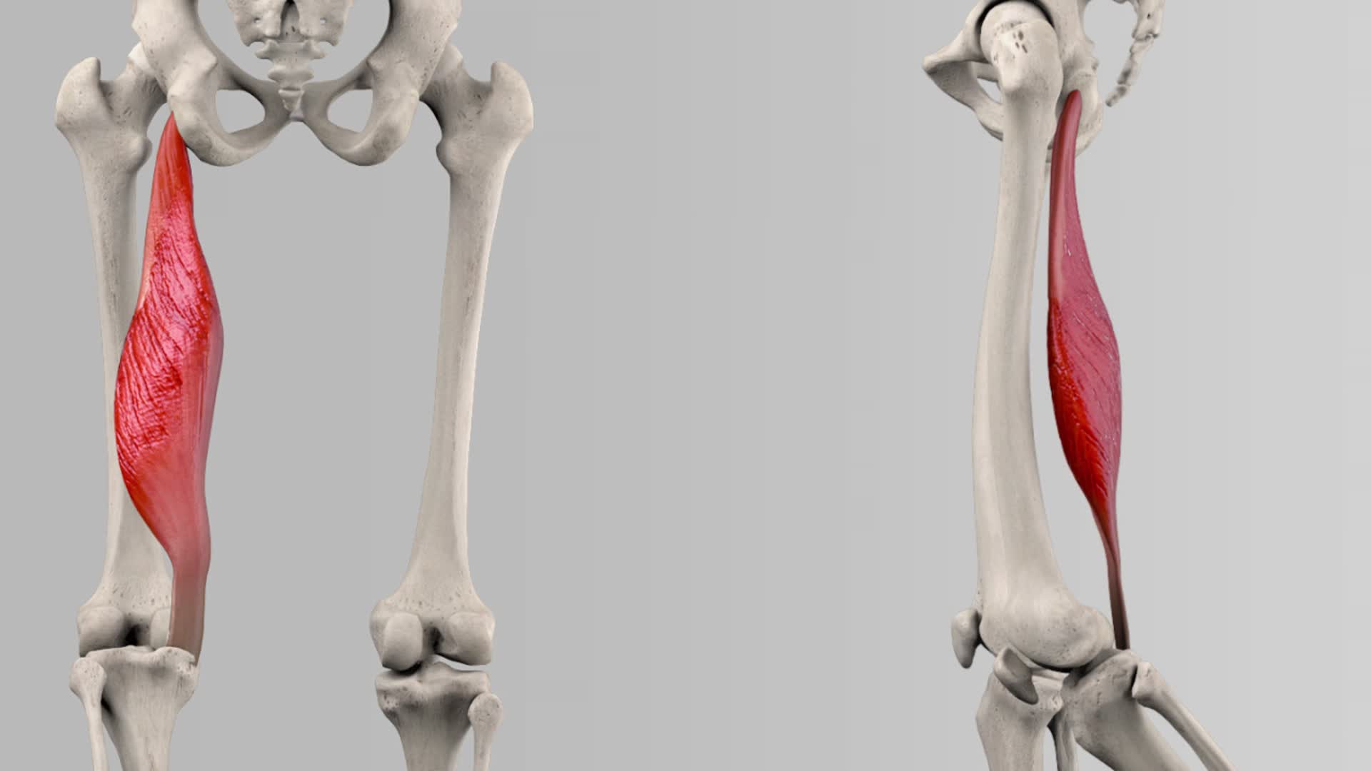 Musculus semimembranosus - DocCheck
