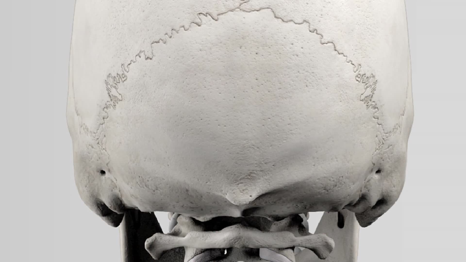 Musculus rectus capitis lateralis (1/2) - DocCheck