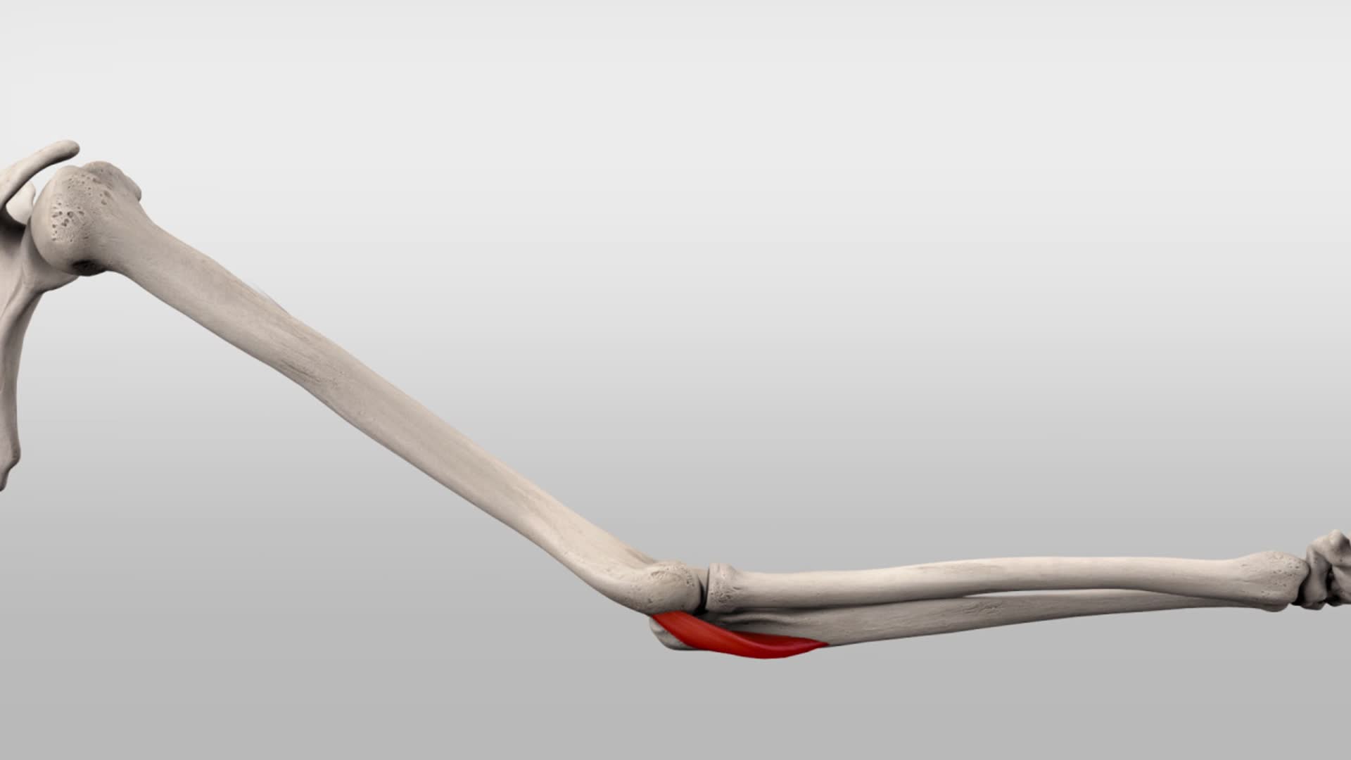 Musculus anconeus - DocCheck