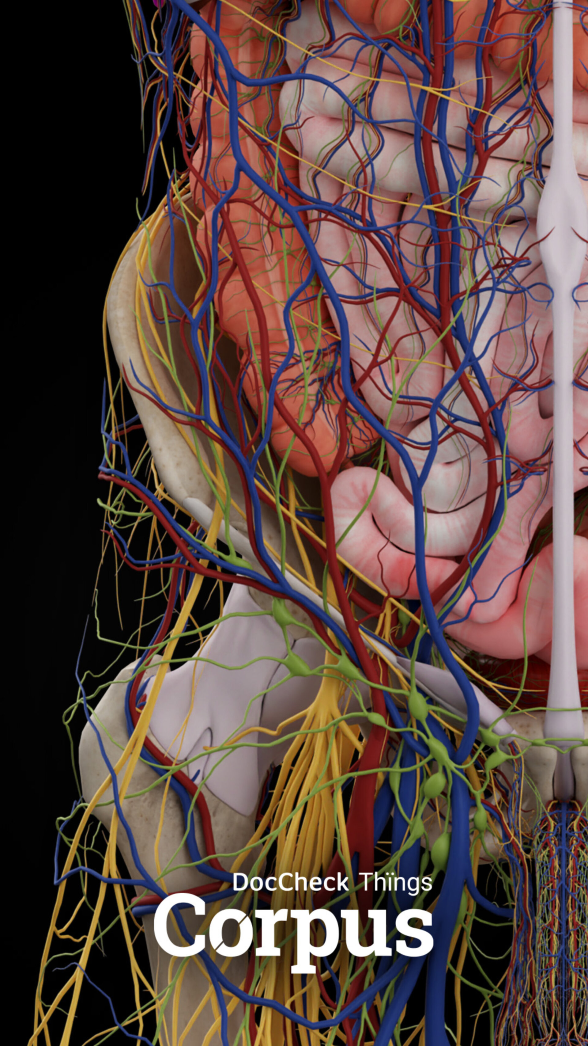 IVAN, bleib bei deinen Leisten! - DocCheck