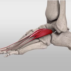 Musculus extensor hallucis brevis - DocCheck Flexikon