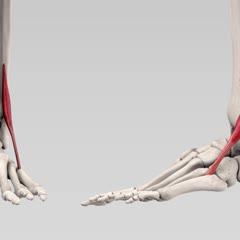 Vena fibularis - DocCheck Flexikon