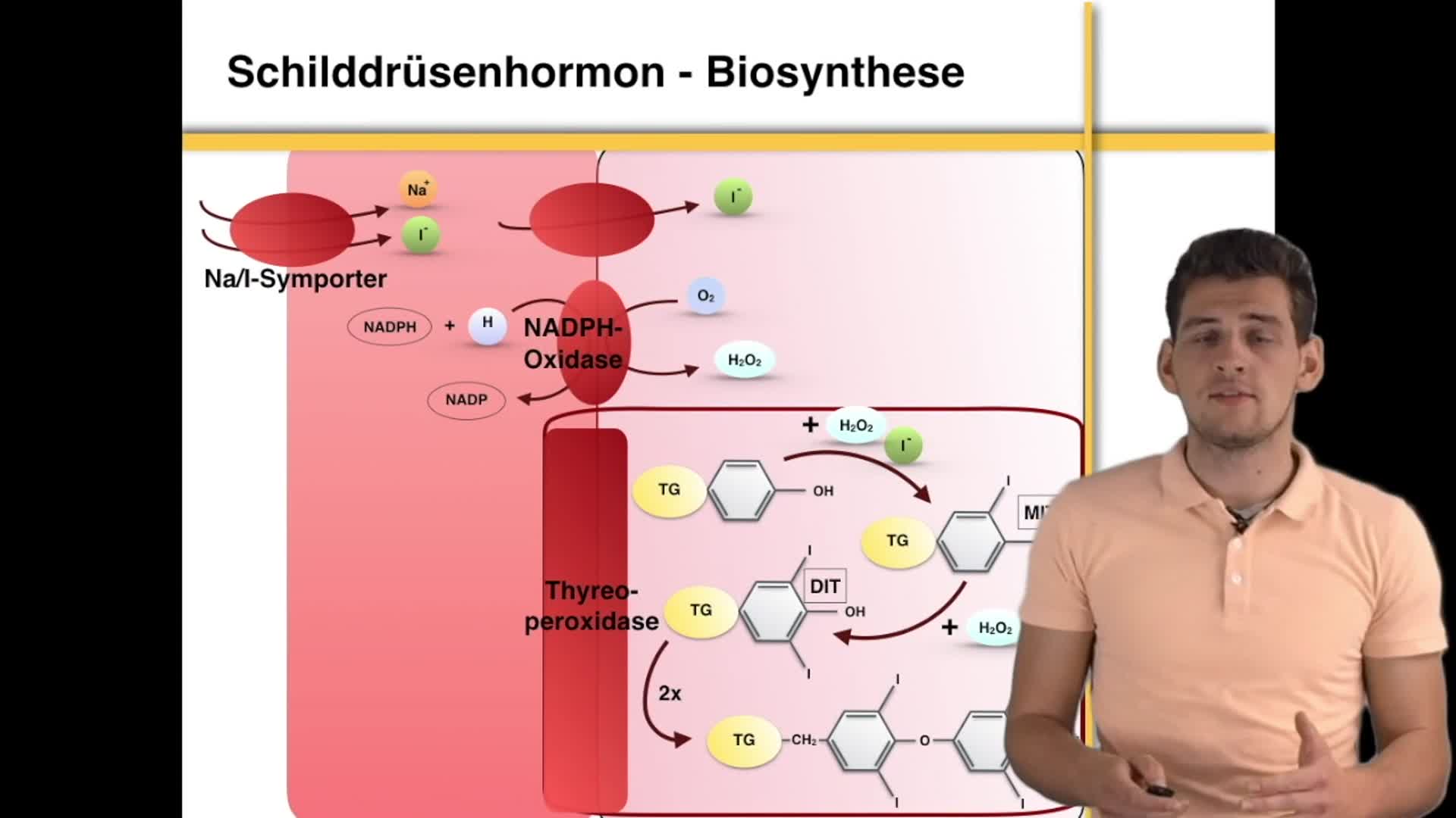 Hyperthyreose - DocCheck