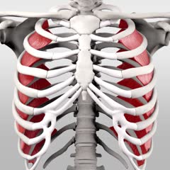 Arteriae intercostales anteriores - DocCheck Flexikon