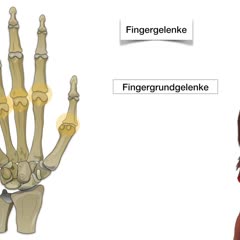 Scharniergelenk - DocCheck Flexikon