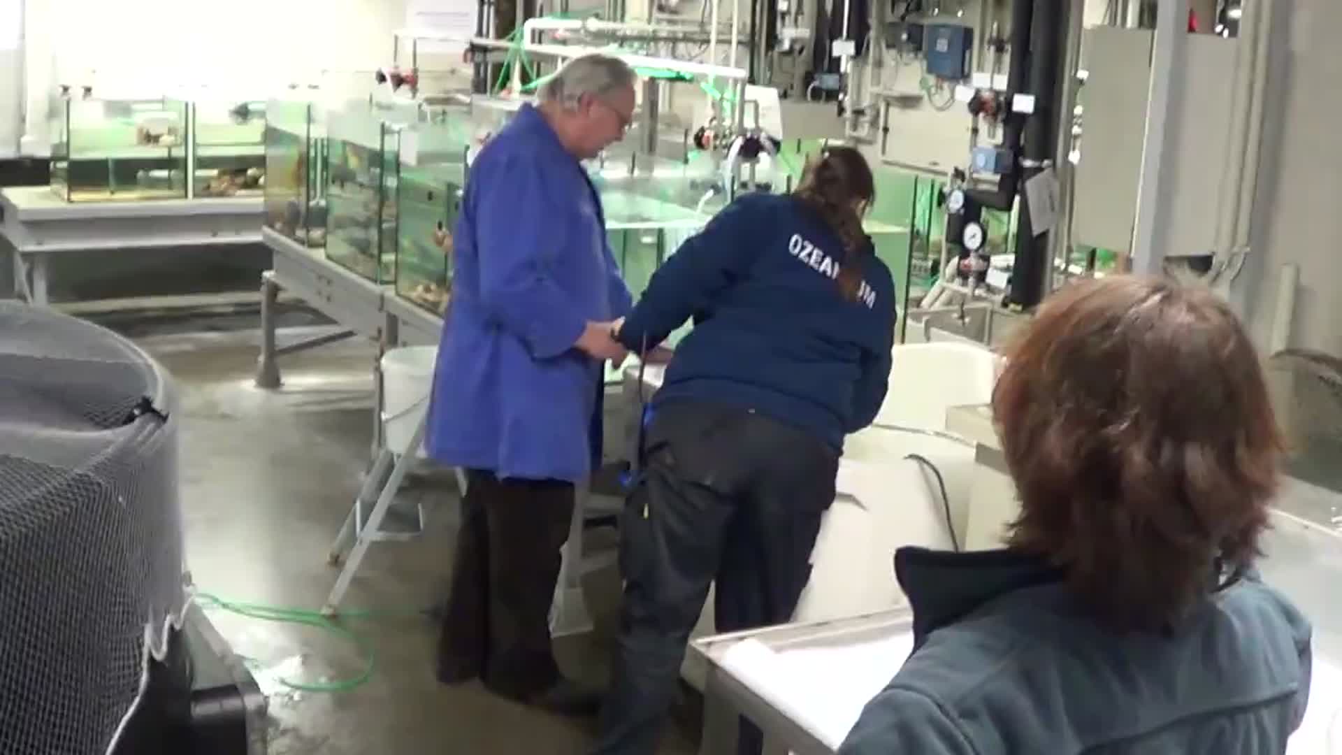 Enukleation Augen Seewölfe - DocCheck