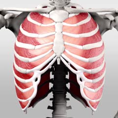 Arteriae intercostales anteriores - DocCheck Flexikon