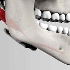 Musculus digastricus - DocCheck Flexikon