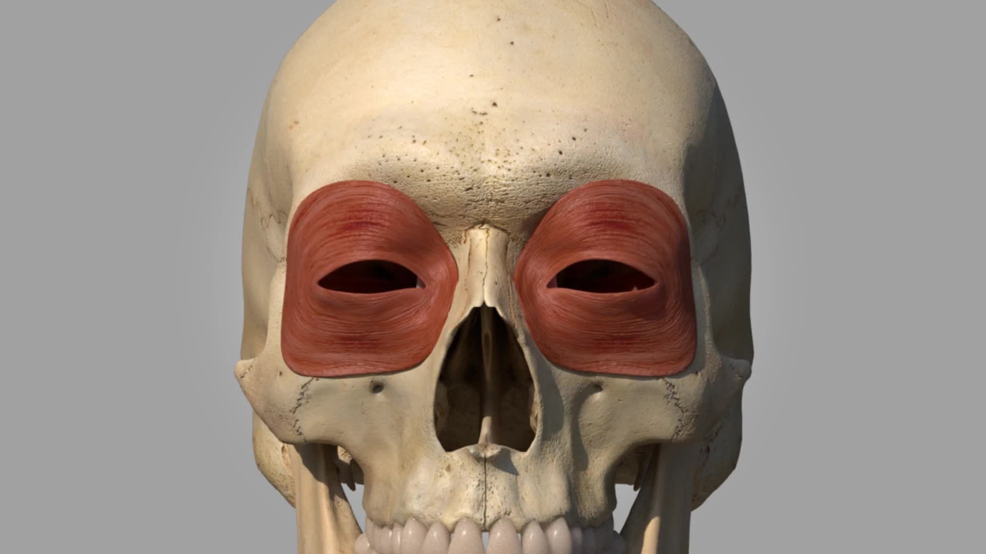 Musculus orbicularis oculi - DocCheck