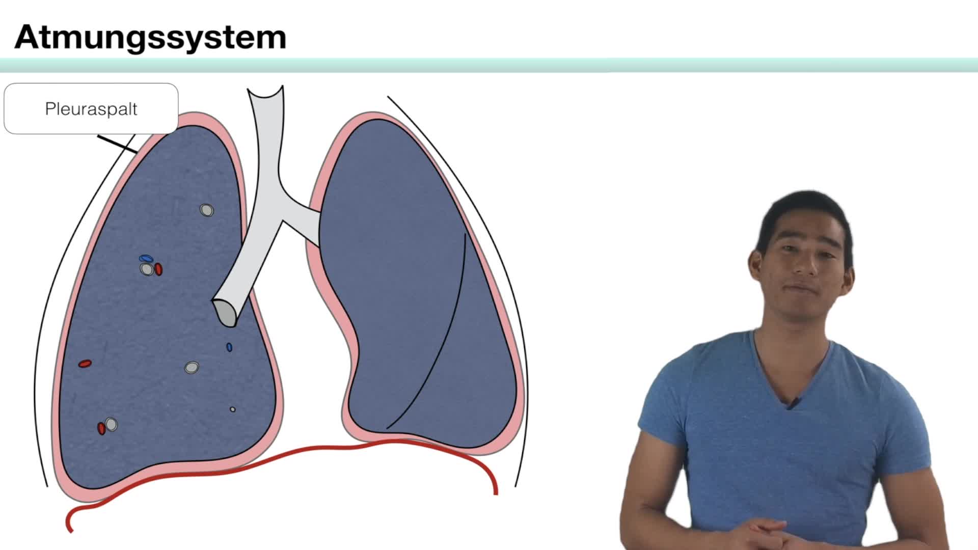Themenwoche Atmung: Atemmechanik - Inspiration - DocCheck