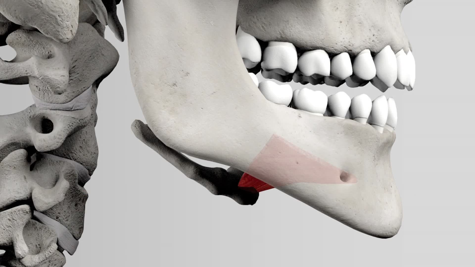 Musculus mylohyoideus - DocCheck