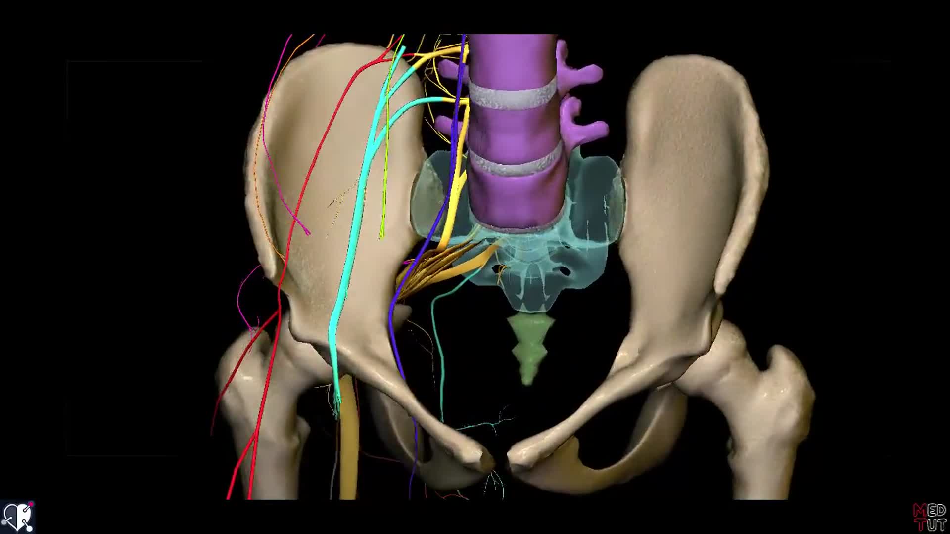 Untere Extremität - Plexus sacralis - 3D - DocCheck