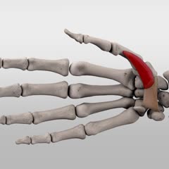 Articulatio carpometacarpalis pollicis - DocCheck Flexikon